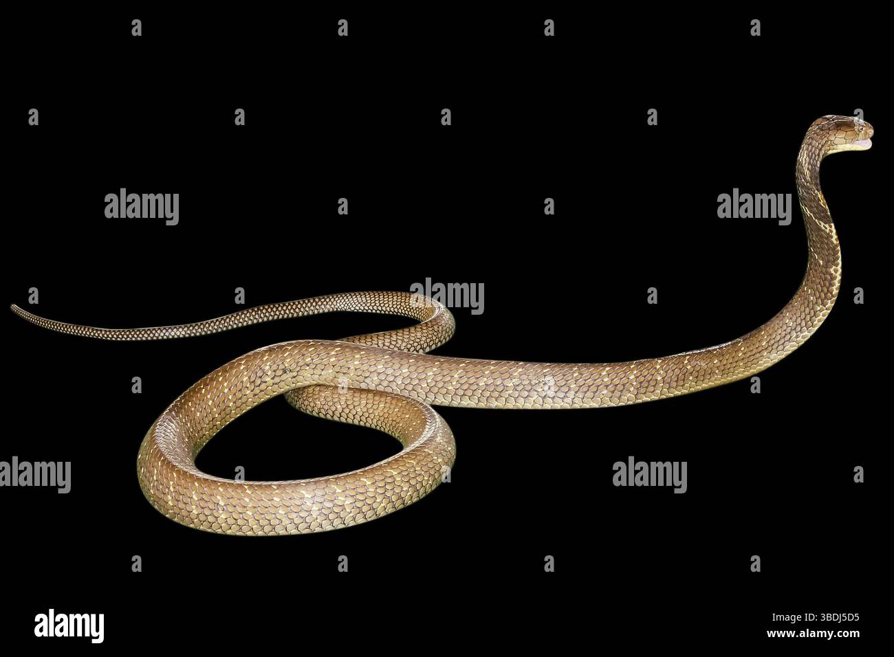 King Cobra Snake Ophiophagus hannah, isolated on black background. Side ...
