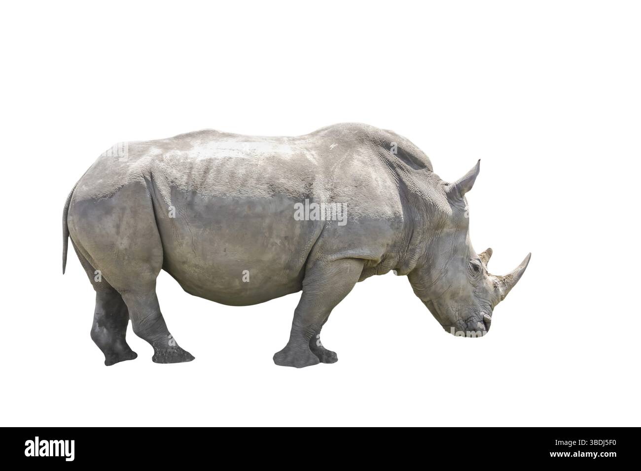 African black rhino on side view. Isolated. on white Background Stock ...