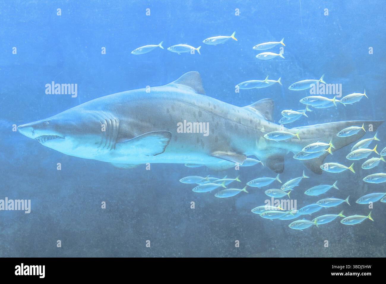 Oceanarium many different species fish hi-res stock photography and ...