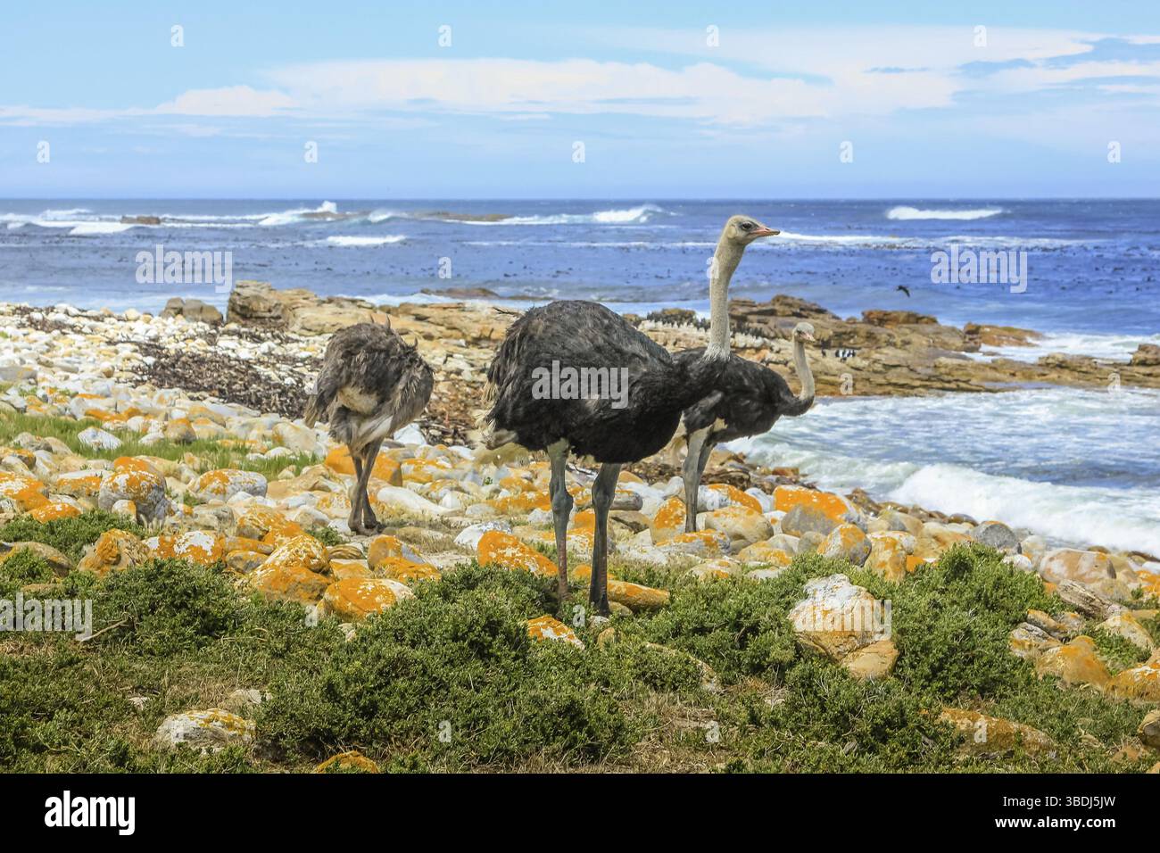 Three common ostriches on pebble beach of Cape of Good Hope Nature ...