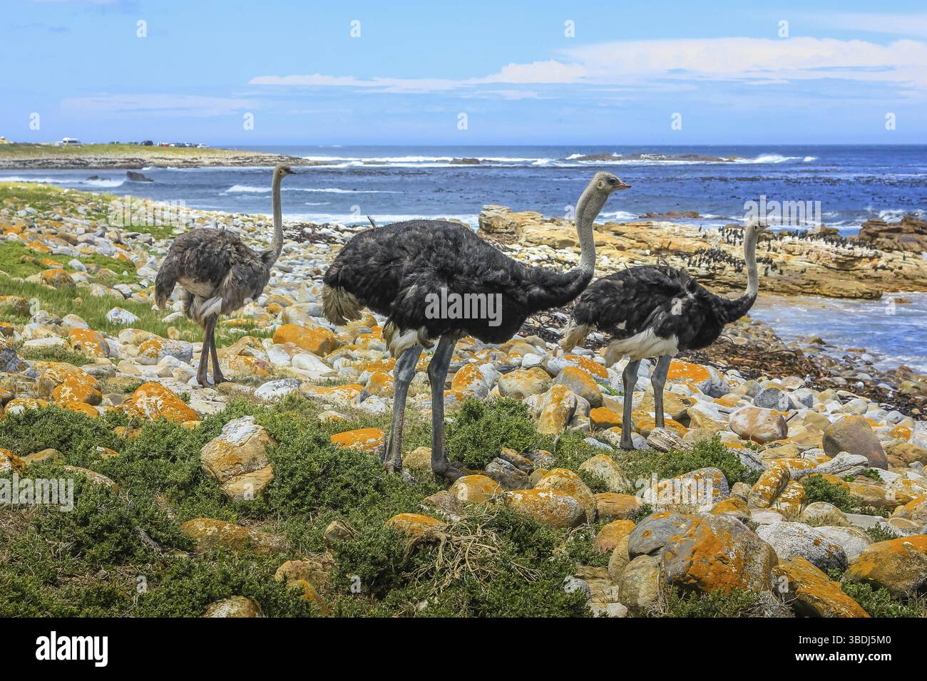 Three common ostriches on pebble beach in Cape of Good Hope Nature ...