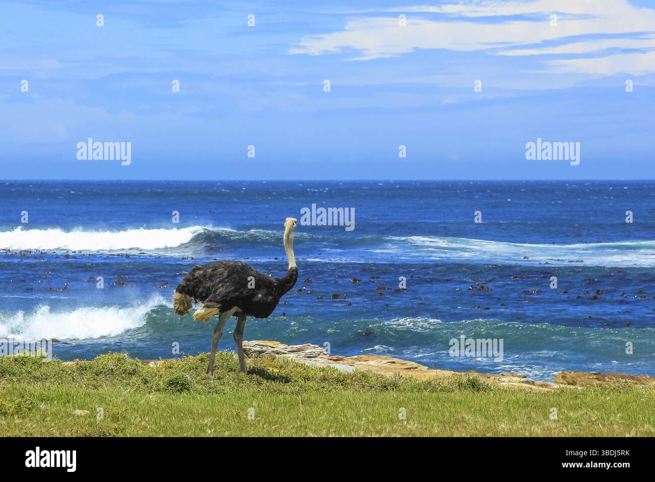 Female ostrich walking along the Atlantic ocean shore against stormy ...