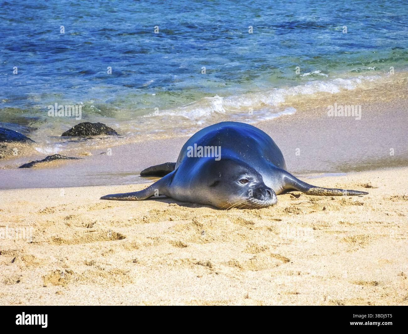 Hawaiian monk seal sleeping on the tropical beach, Kauai, Hawaii, Usa ...