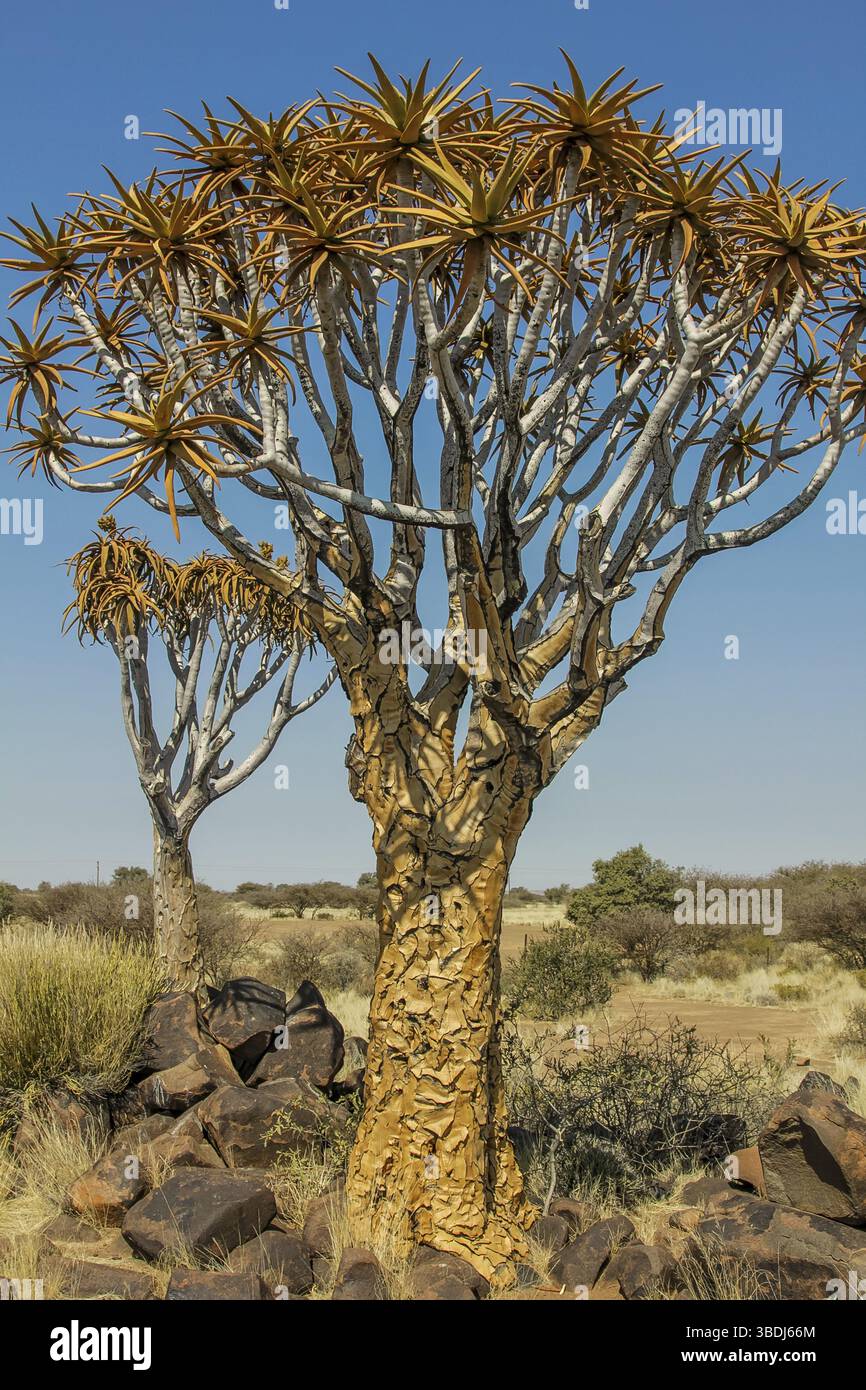 Quiver Tree Forest consists of trees of Aloe the tallest trees have 2 ...