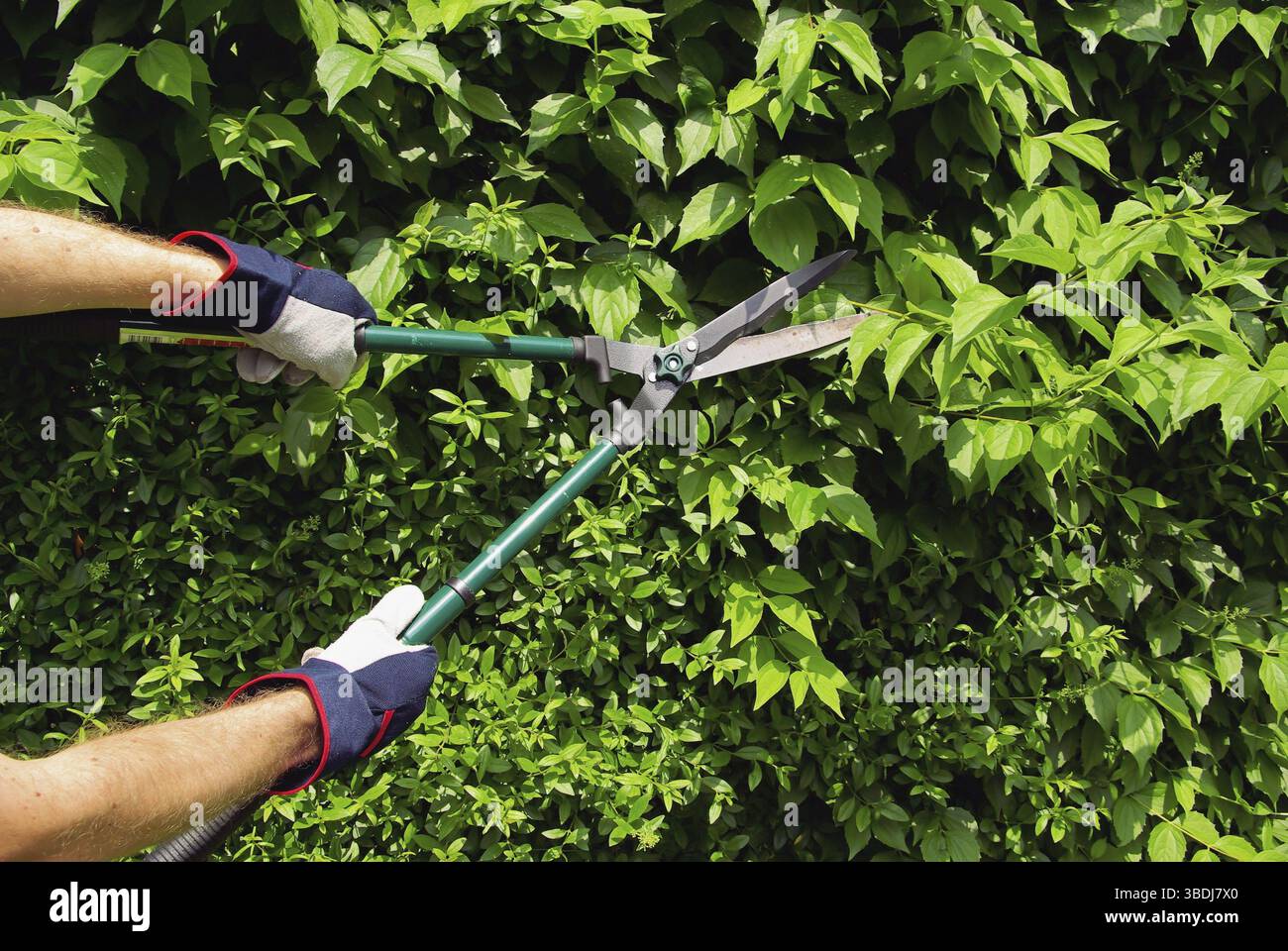 Hedge cutting, cut a hedge Stock Photo - Alamy
