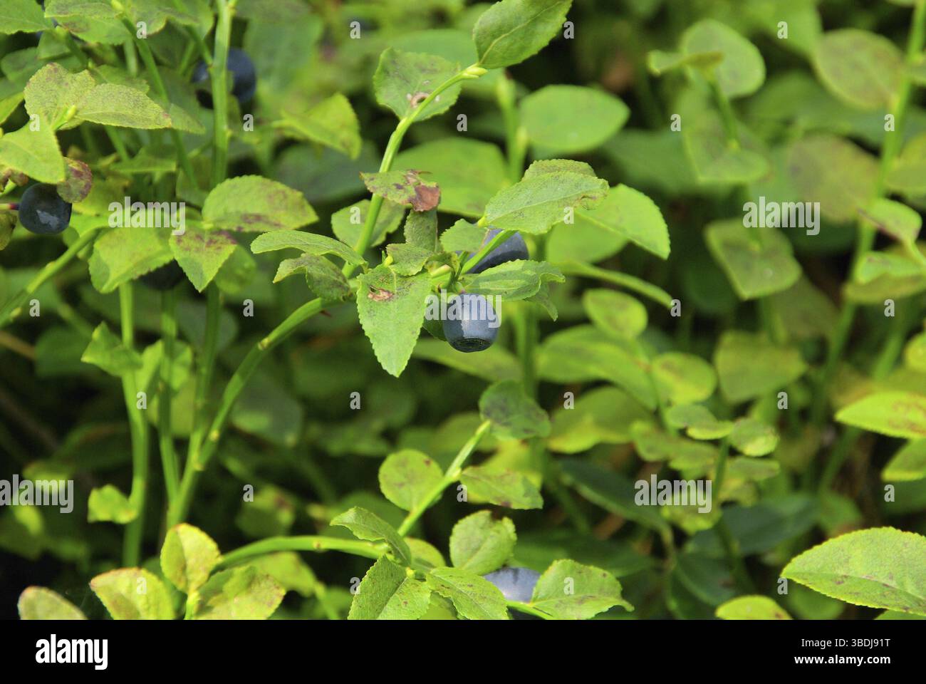 Blueberry plant, blueberry plant Stock Photo - Alamy