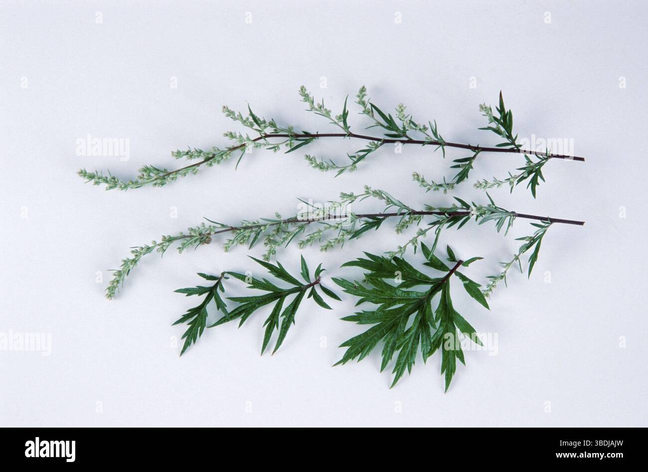 Mugwort (Artemisia vulgaris), Common Mugwort, Plants, Medicinal herbs ...