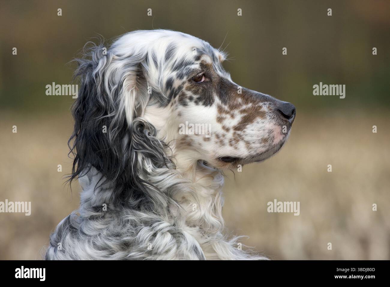 English Setter, Page, Profile Stock Photo - Alamy