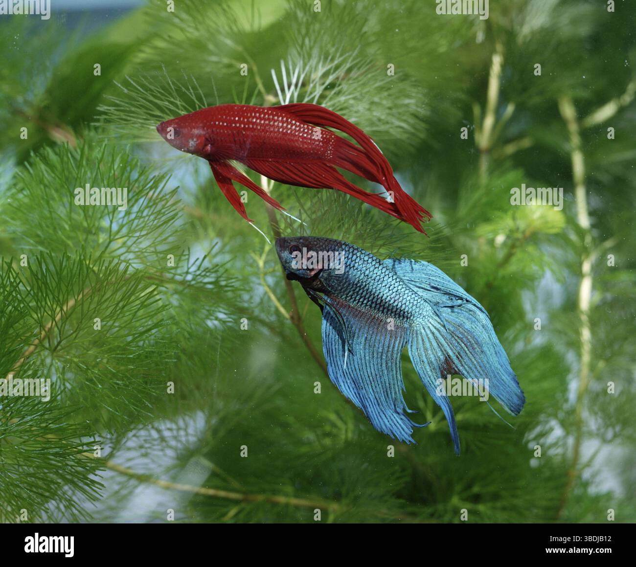 Woman fighting underwater hi-res stock photography and images - Alamy