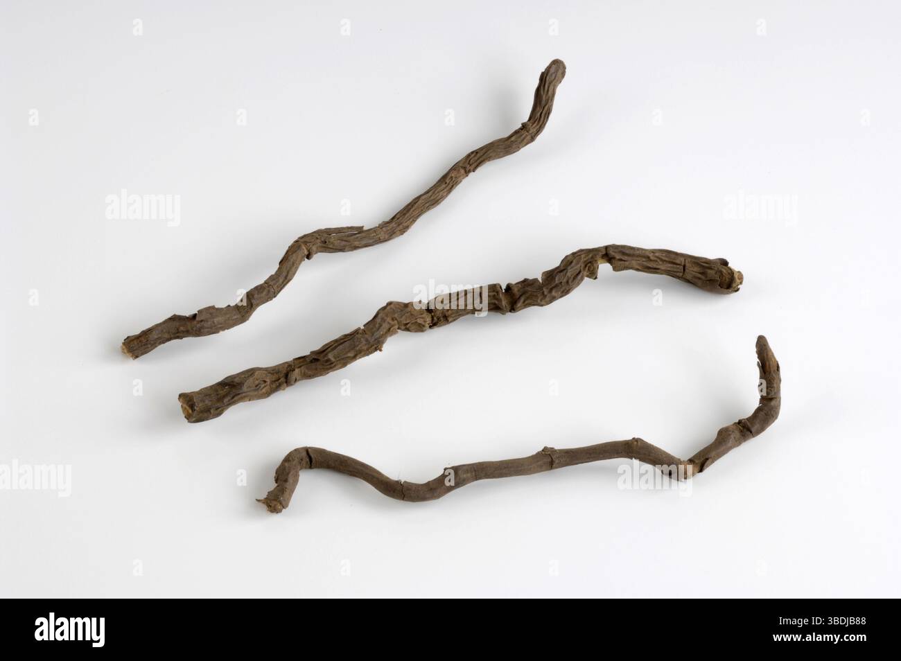 Indian (Sarsaparilla) roots (Hemidesmus indicus) (Periploca indica ...