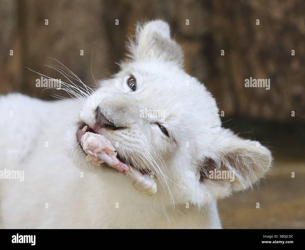 White female lion cub at the naming ceremony in the zoological garden ...