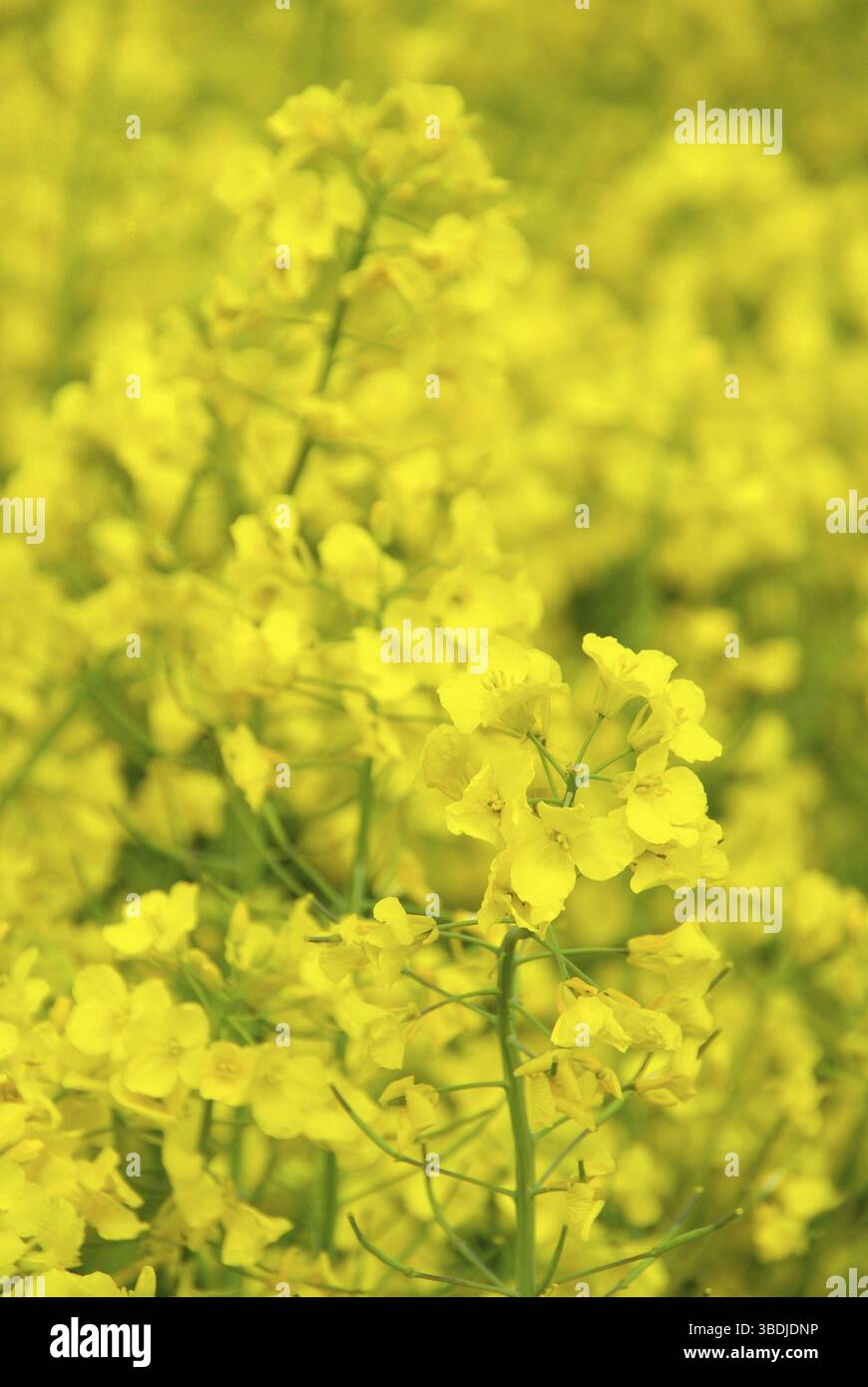 Rapeseed, rape seed Stock Photo - Alamy