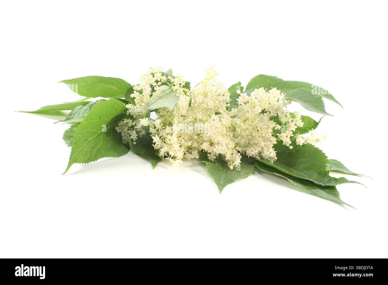 A sprig of elderflower with leaves on a white background Stock Photo ...
