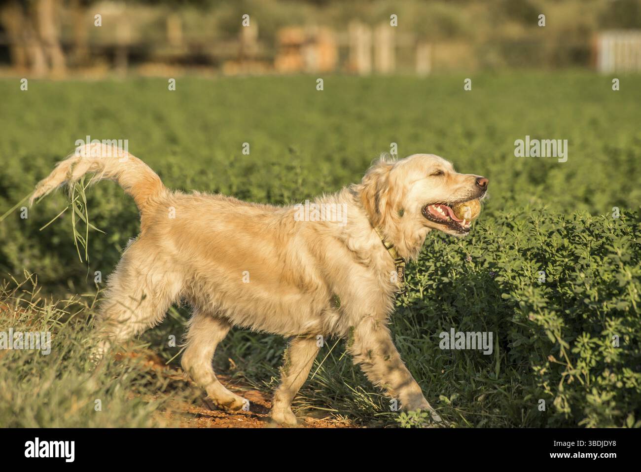 A female golden retriever, with vegitation stuck to her fur, submerges ...