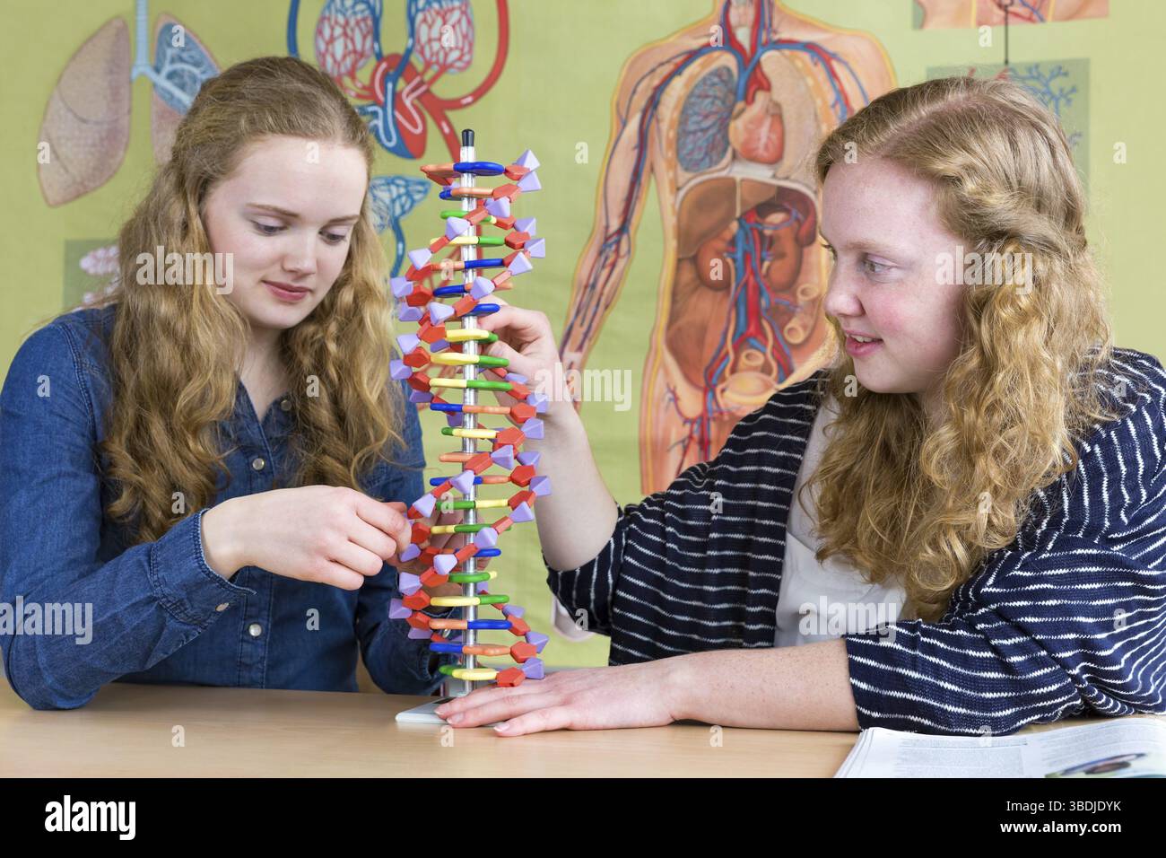 Two caucasian teenage girls studying human DNA model in biology lesson in front of wallchart ...