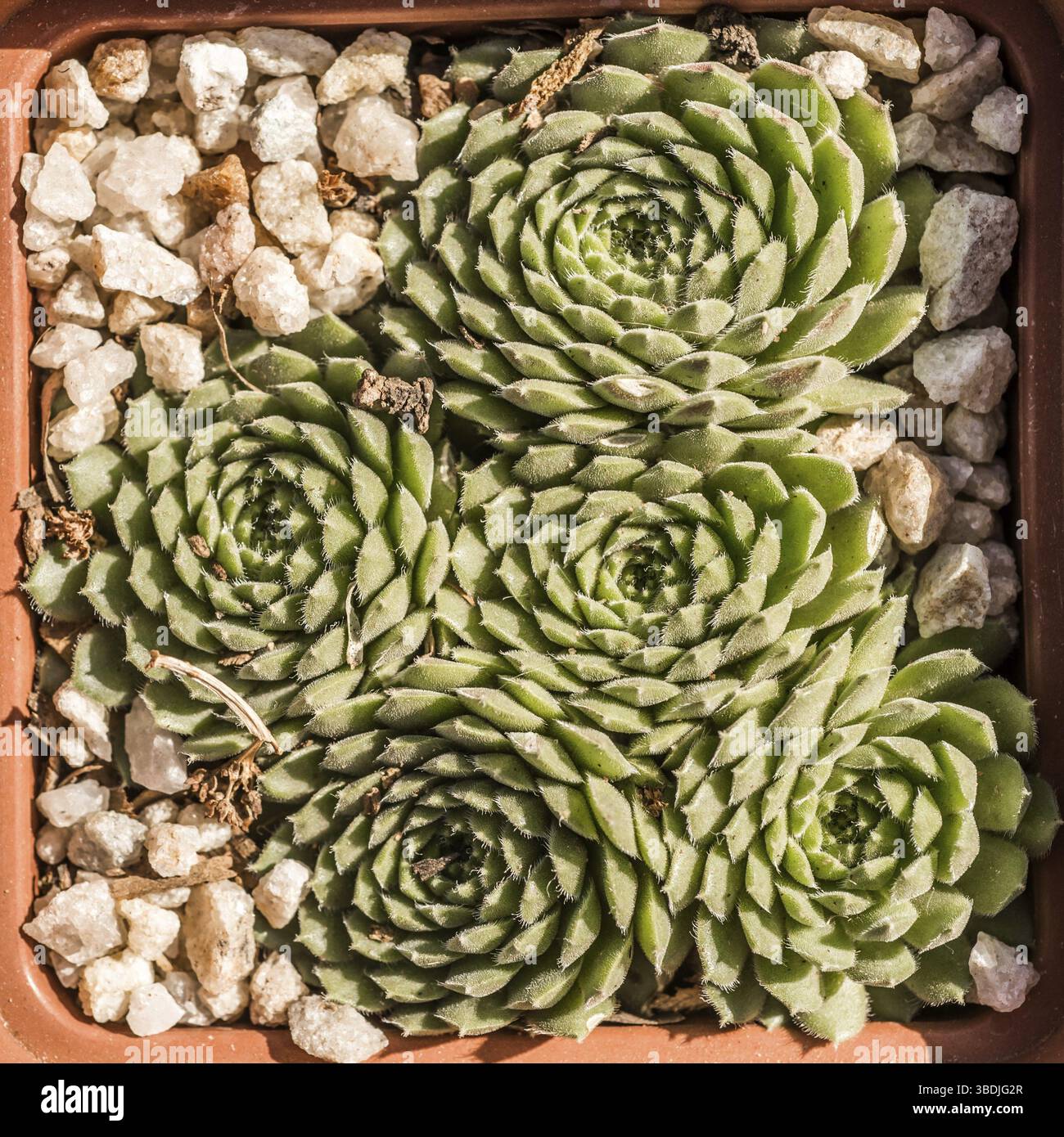 Five Succulent Plants in a small plastic planter as viewed from above ...