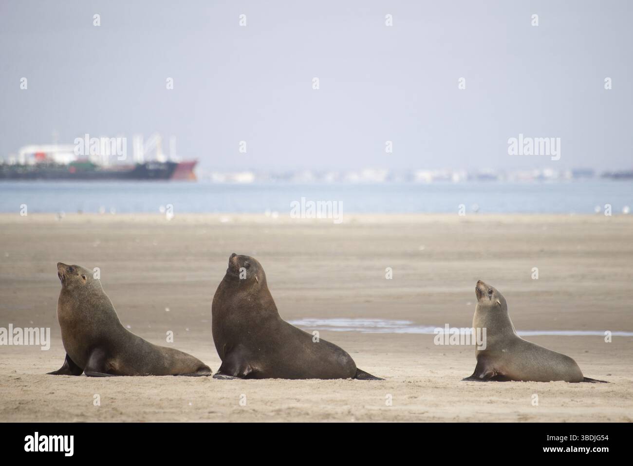 Three seals sit with their heads up high on the beach at Pelican Point ...