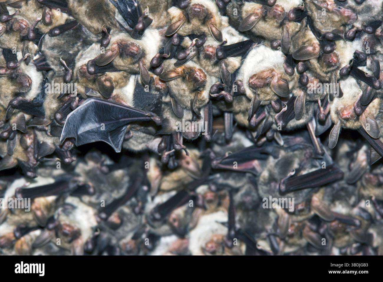 Greater Mouse-eared Bats (Myotis myotis), Austria, Europe Stock Photo ...