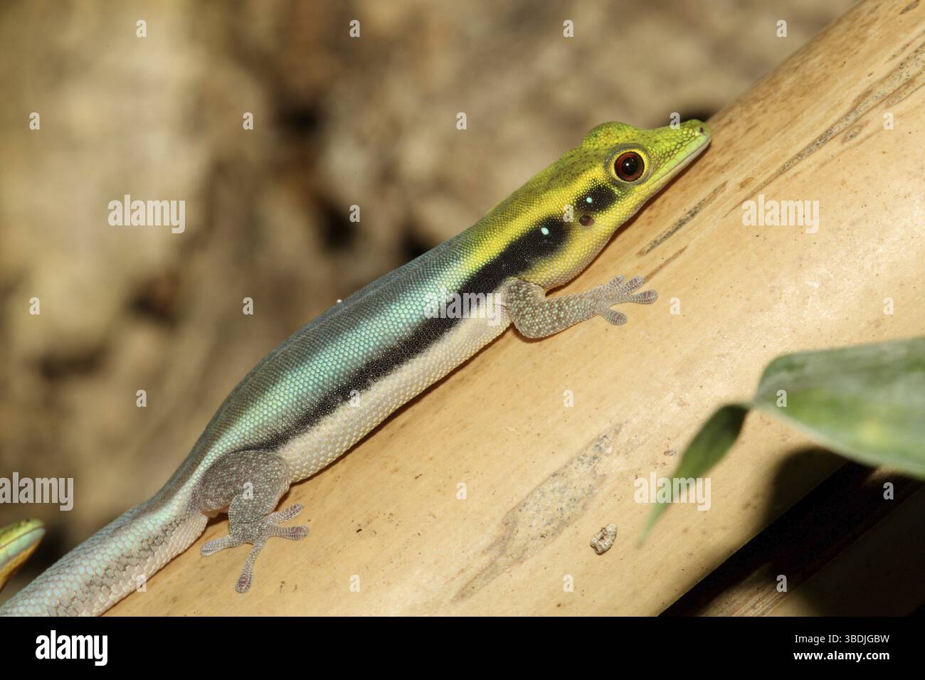 Blue Yellow-headed day gecko (Phelsuma klemmeri), lateral view Stock ...