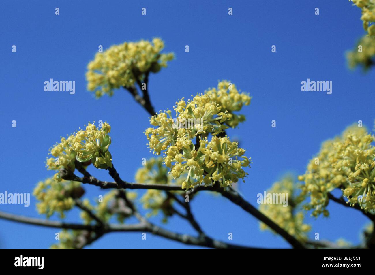 Cornelian cherry, Cornelian cherry (Cornus mas), Dogwood family ...