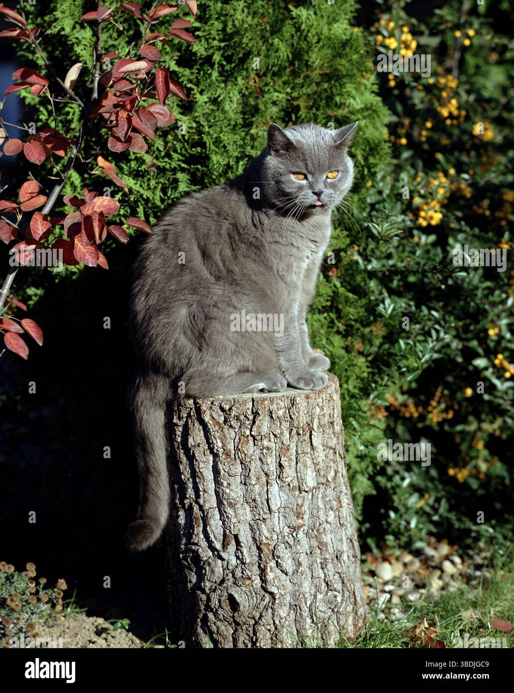 British Shorthair Cat, blue, British Shorthair Cat, blue, Carthusian ...