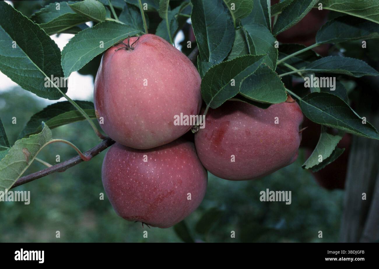 Apples 'Early Redone' on the Apple tree (Malus domestica Stock Photo ...