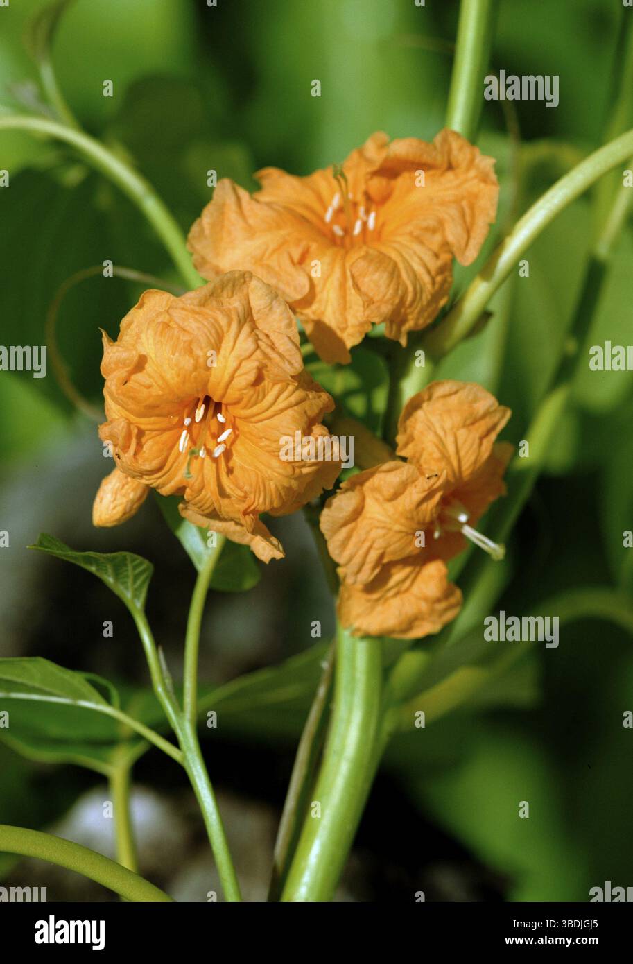 Cordia subcordata hi-res stock photography and images - Alamy