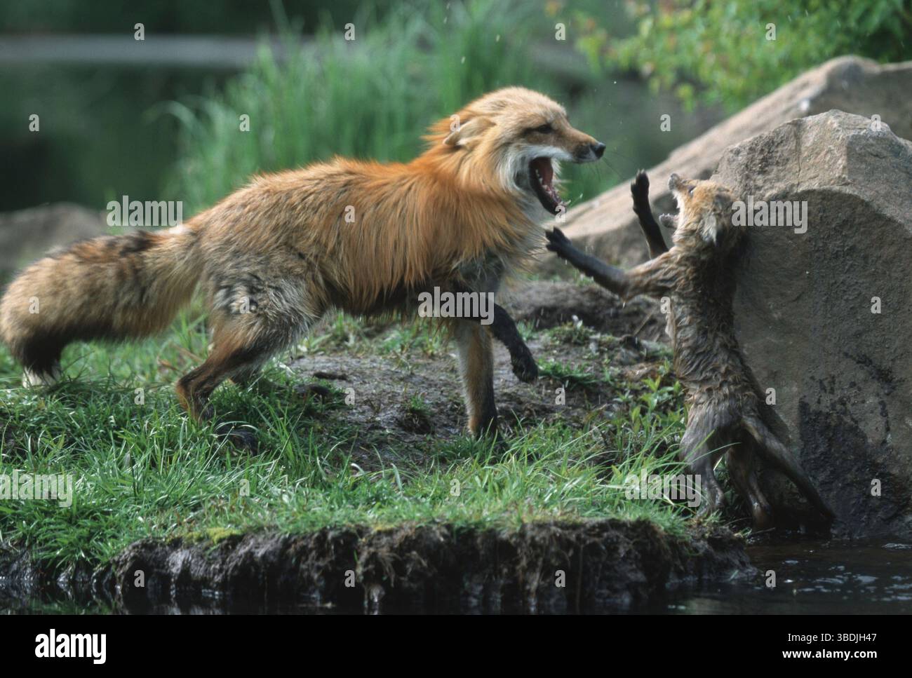 American Red Fox (Vulpes vulpes fulva) with American red fox, American ...