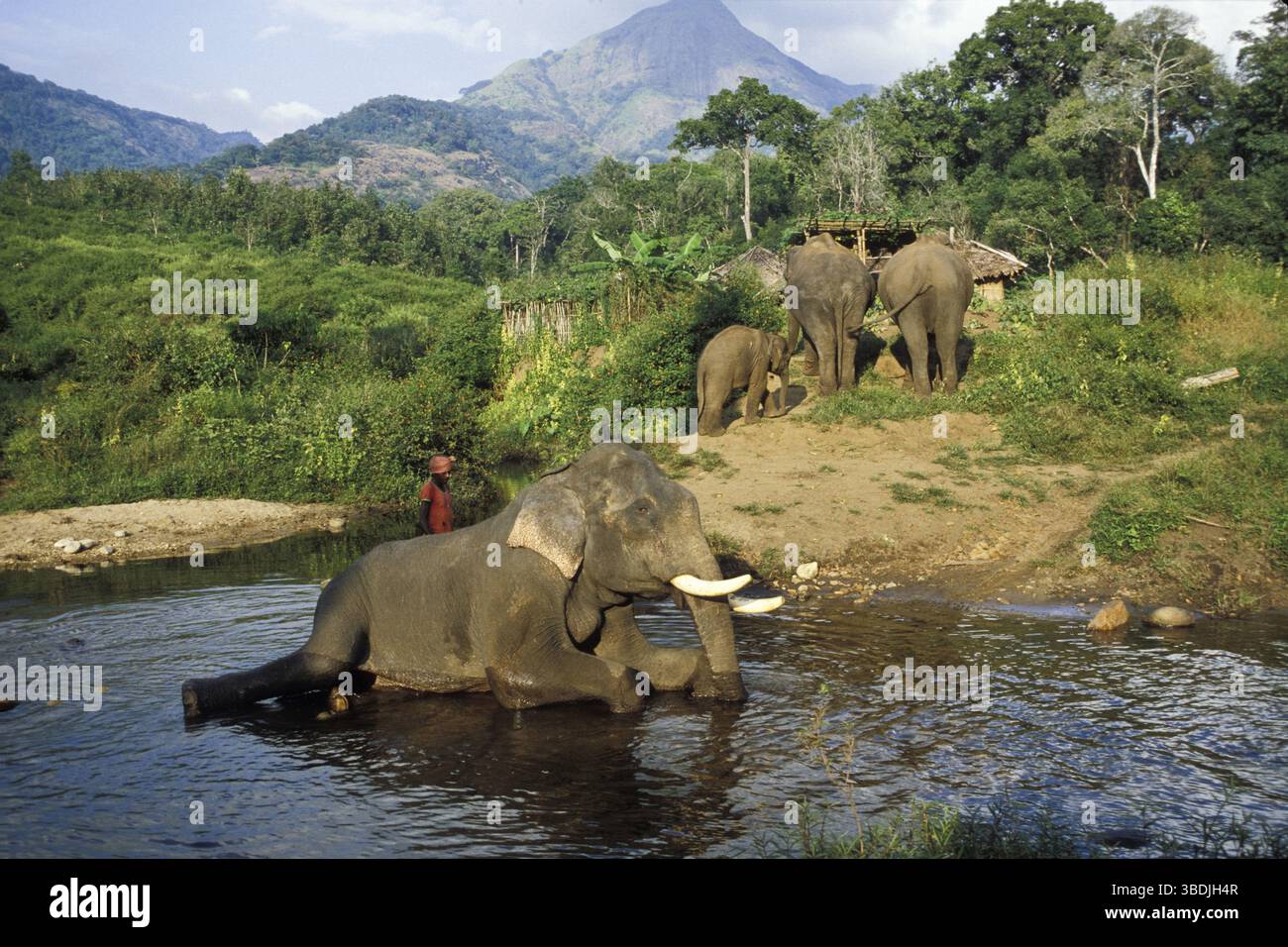 Asian elephants (Elephas maximus) bathing, Varagaliar, Nilgiri ...