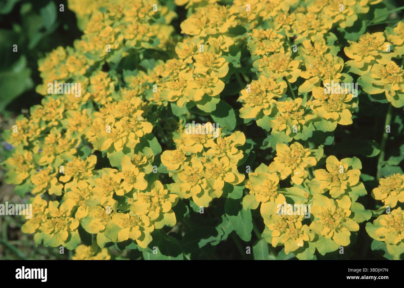 Cushion spurge euphorbia polychroma hi-res stock photography and images ...