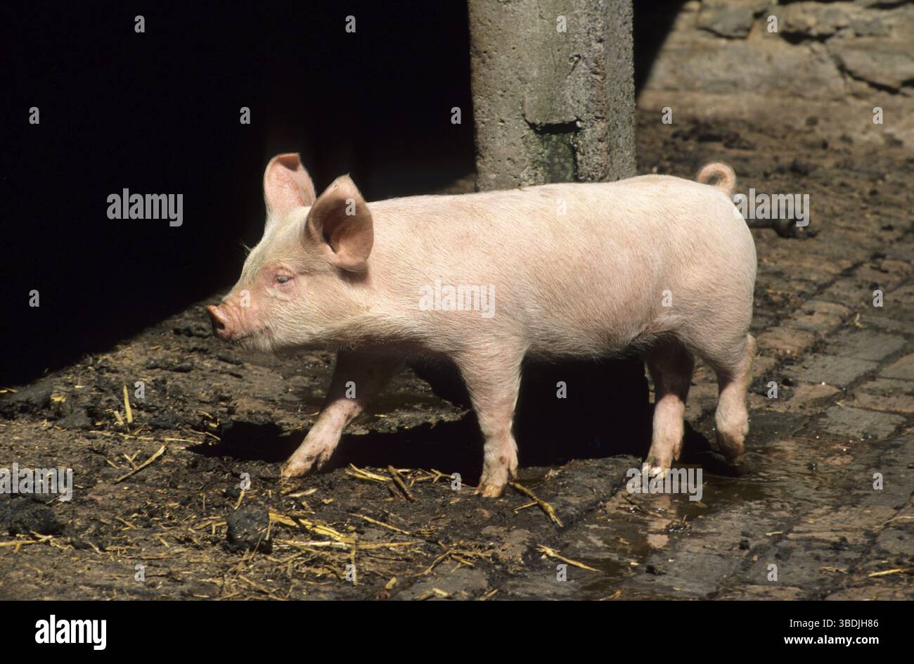 Domestic pig, Piglet, Pig, Pigs, Belgium, Europe Stock Photo - Alamy