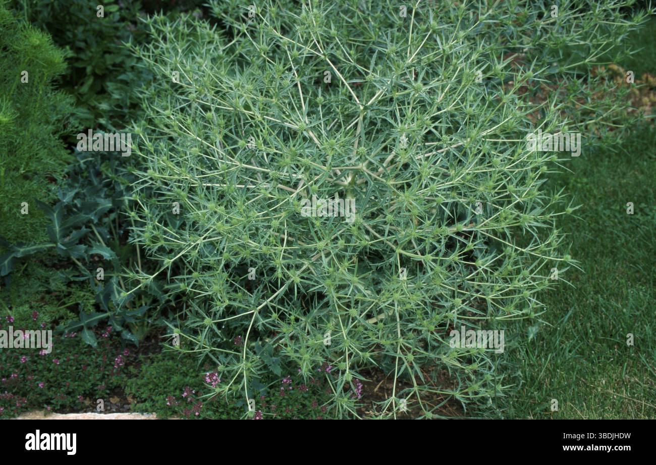 Field Eryngo (Eryngium campestre), field eryngo Plants, Umbelliferae ...