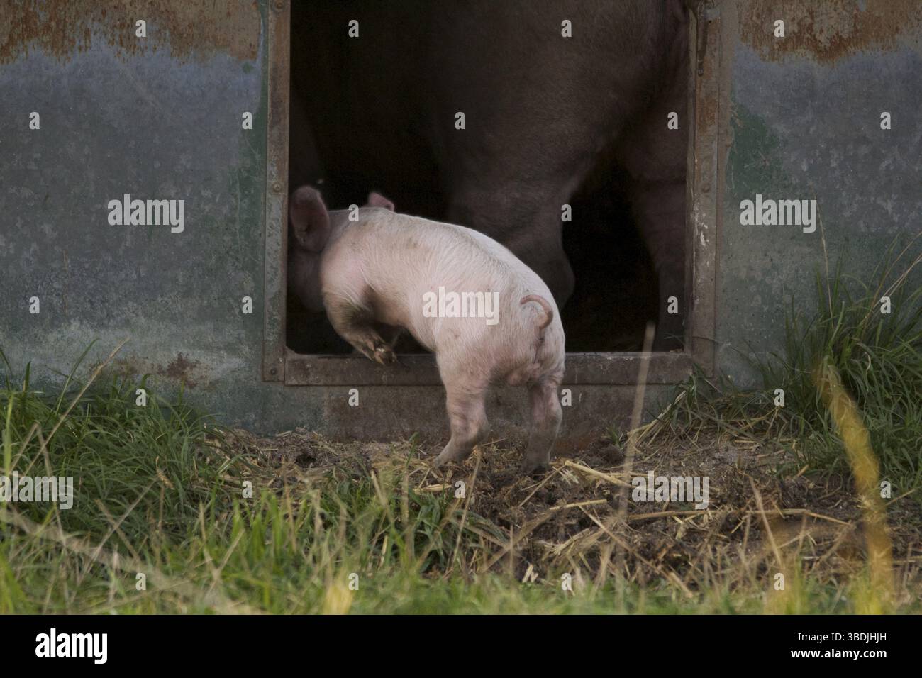 Domestic pig, sow and piglets, pig farm, Lower Saxony, Germany, Europe ...