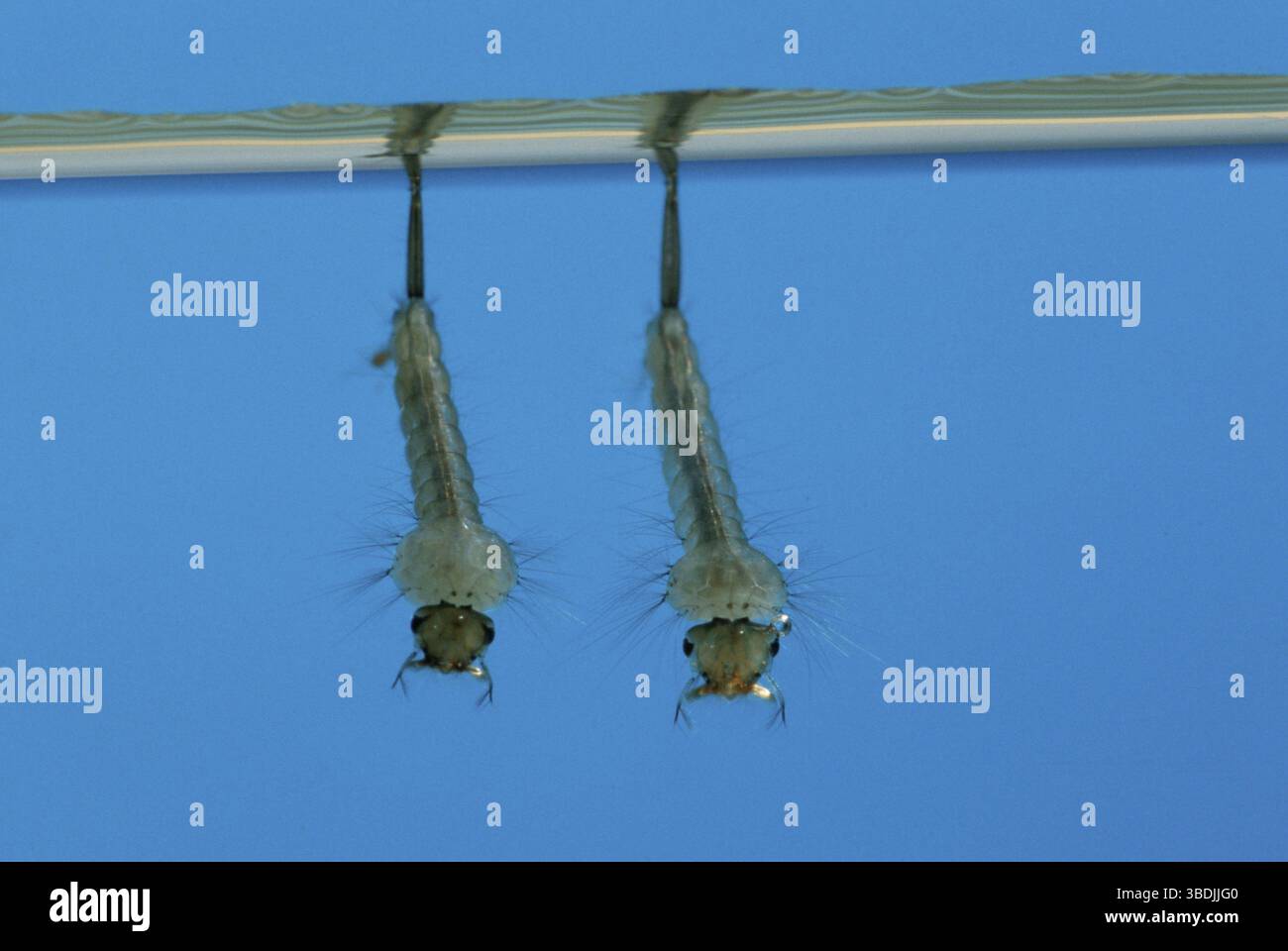 House Gnat larvas, common (Culex pipiens) mosquito larvae, house ...