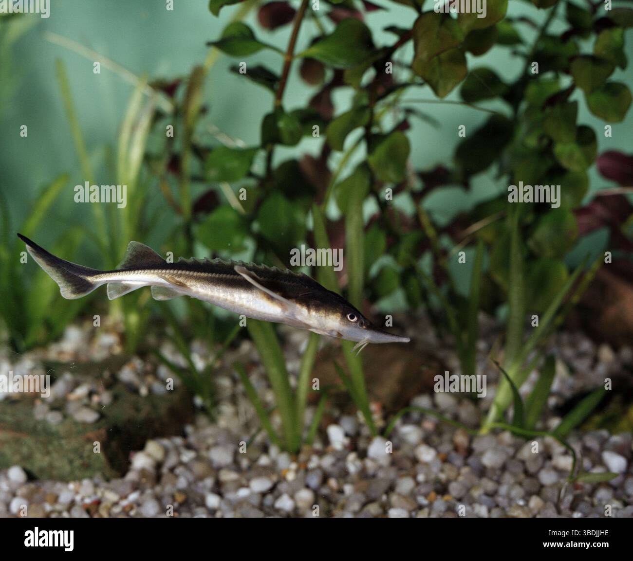 Siberian Sterlet (Acipenser ruthenus Stock Photo - Alamy