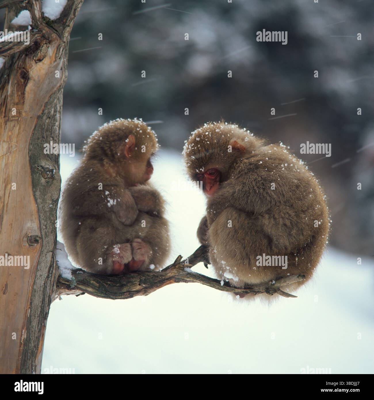 Red-faced macaques, Japan, Asia Stock Photo - Alamy