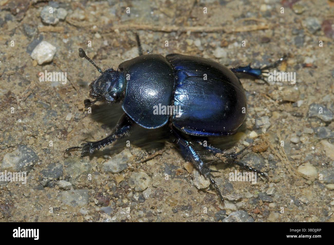 Common Dung Beetle (Geotrupes stercorarius Stock Photo - Alamy