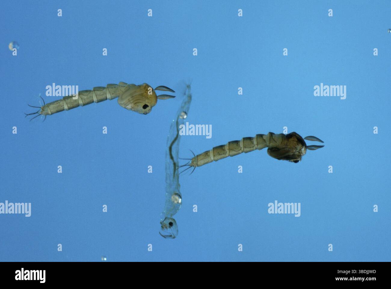 Phantom Midge larva (Chaoborus flavicans), tufted midge larvae and ...