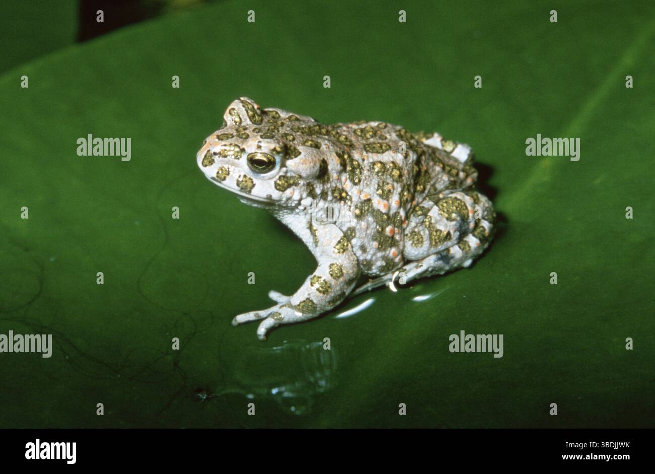 Green Toad, green toad (Bufo viridis), toad Stock Photo - Alamy