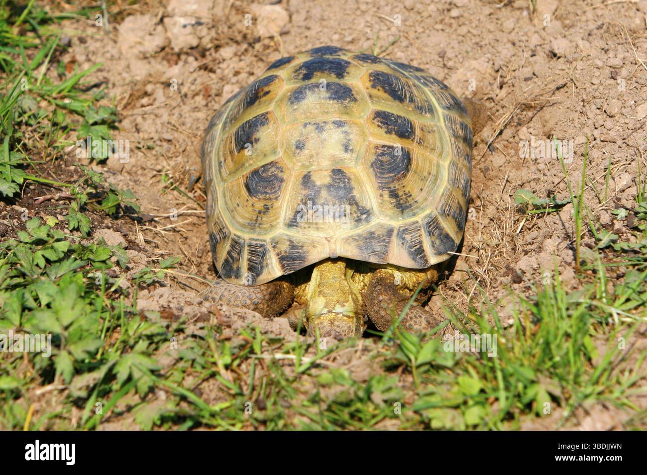 Russian Tortoise (Testudo horsfieldii horsfieldii) (agrionemys ...