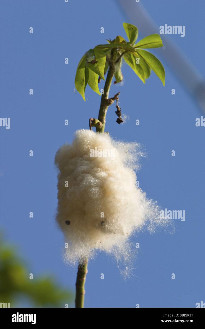 Kapok (Ceiba pentandra), ripe fruit with plant fibres, Andaman Islands ...