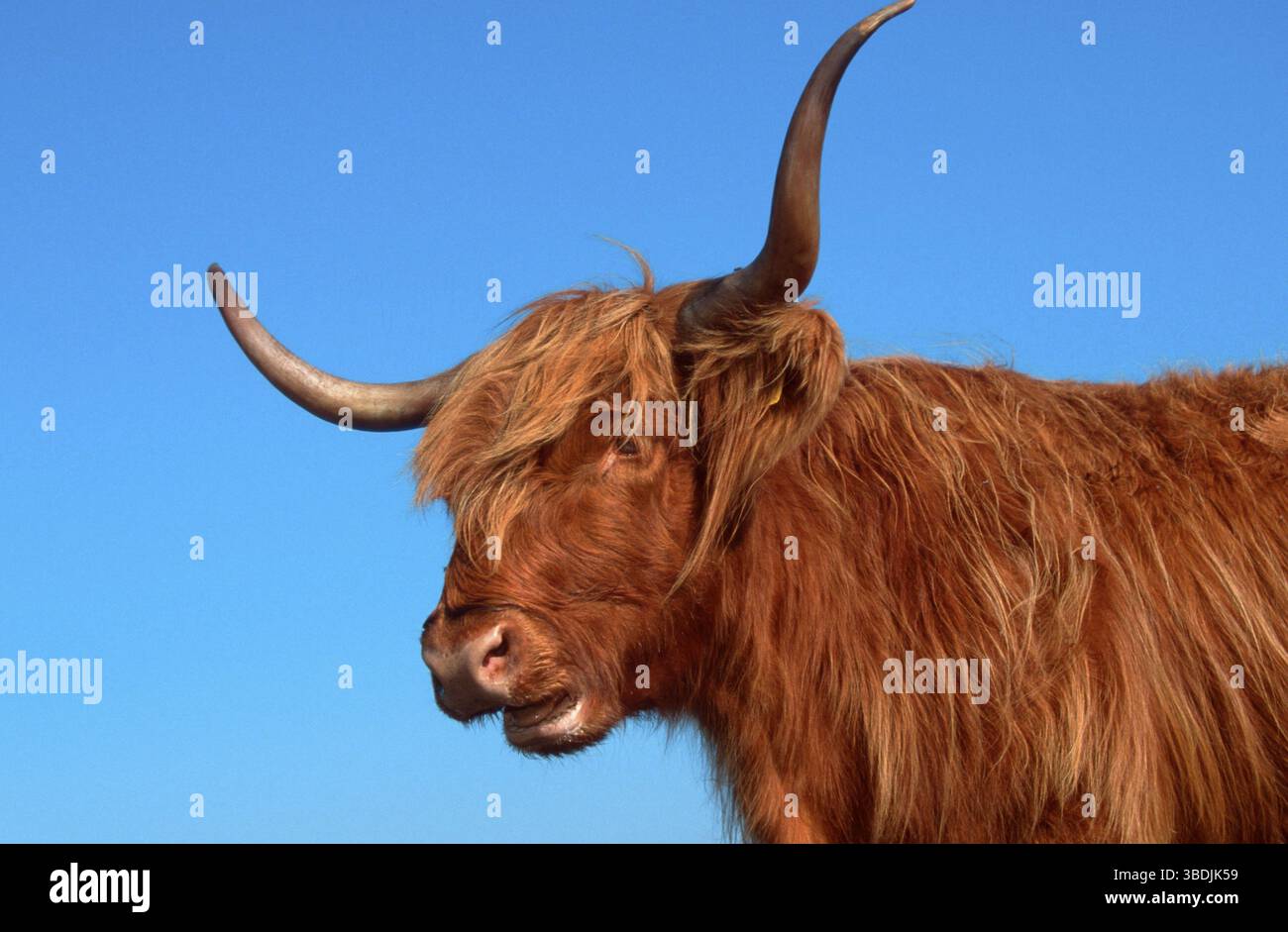 Scottish Highland Cattle, Europe, Scotland, mammals, mammals, domestic ...