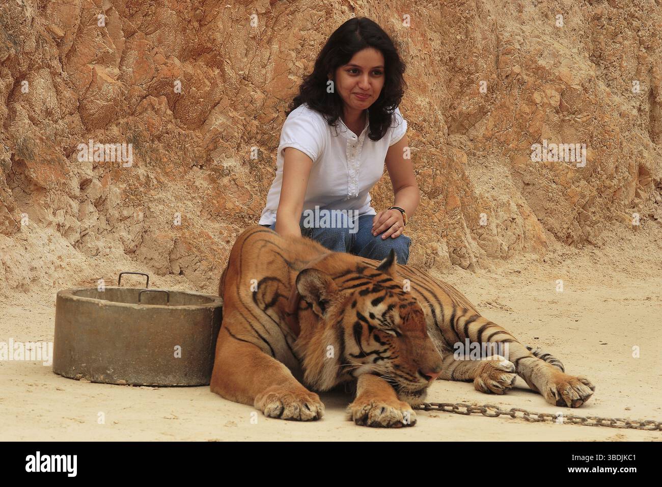 Woman petting Tiger (Panthera tigris), Tiger Temple, Kanchanaburi, Watpa Luangta Bua ...