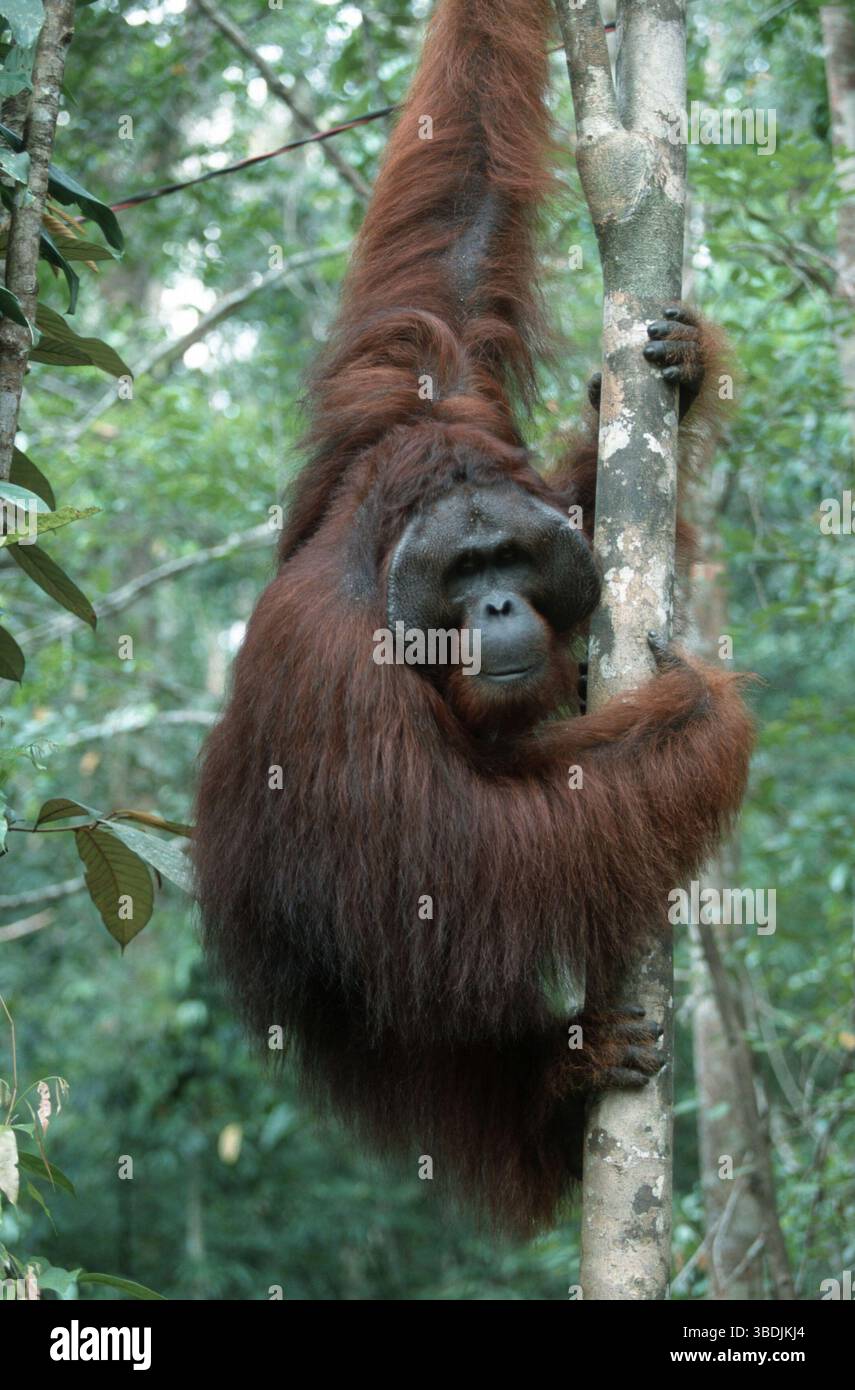 Borneo Orang-utan, male, Borneo, Indonesia (Pongo pygmaeus pygmaeus ...