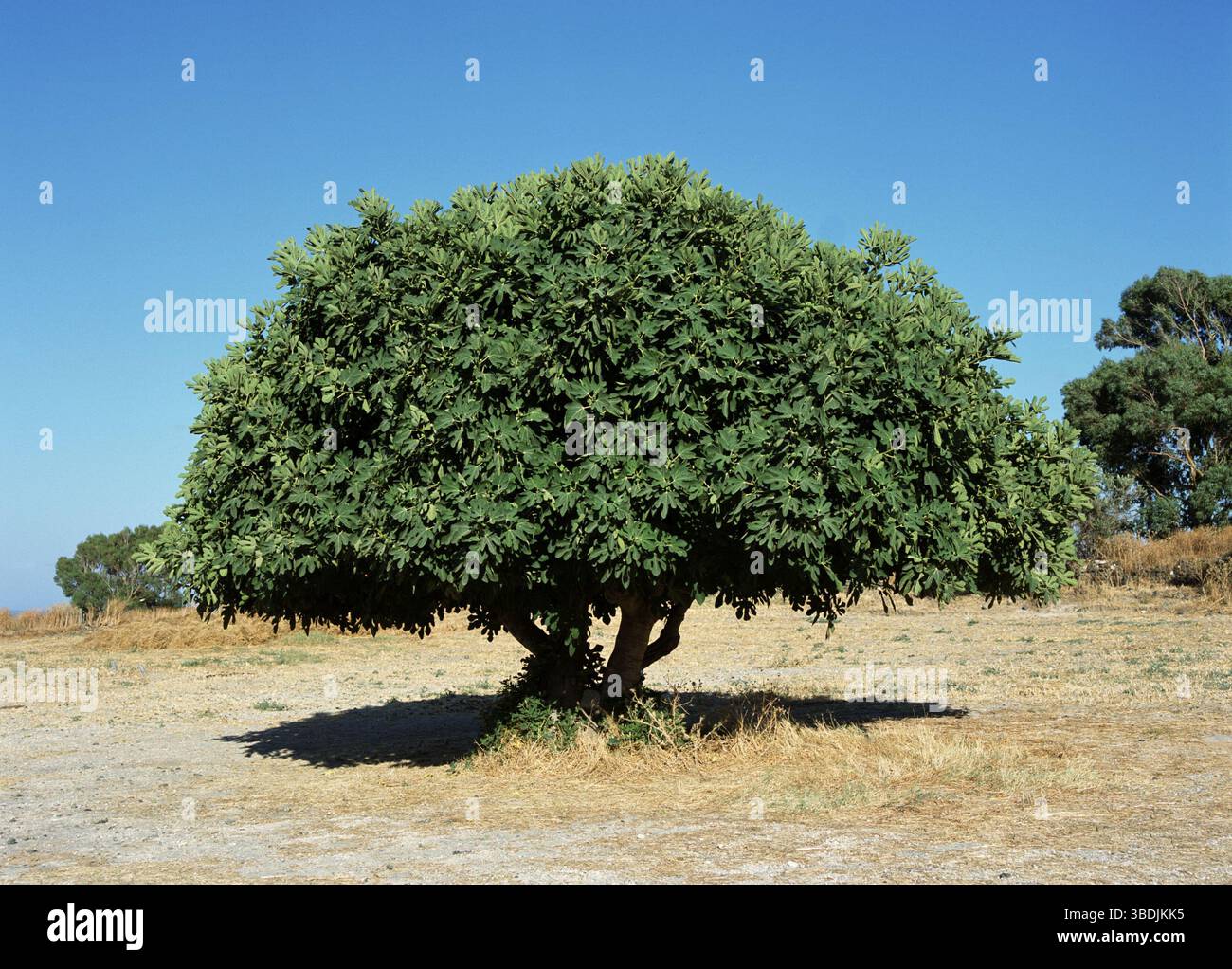 Fig Common fig (Ficus carica), fig tree, plants, mulberry family ...