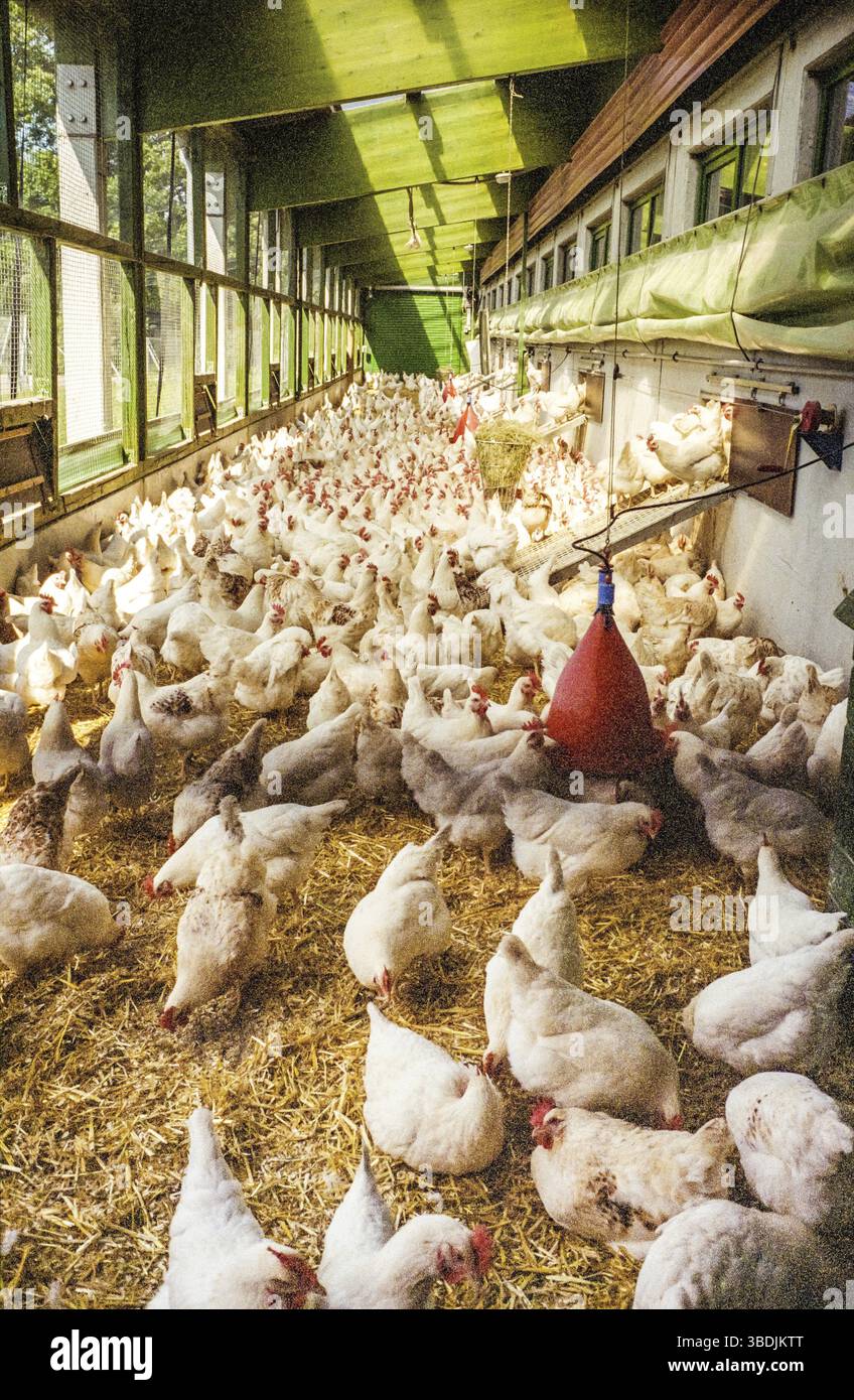 Sample chickens, LuFG Teaching and Research Farm of the University of ...