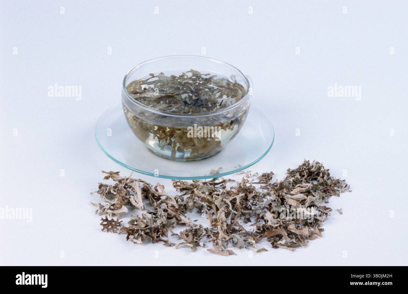 Icelandic (Cladonia rangiformis) moss (Cetraria islandica), dried ...