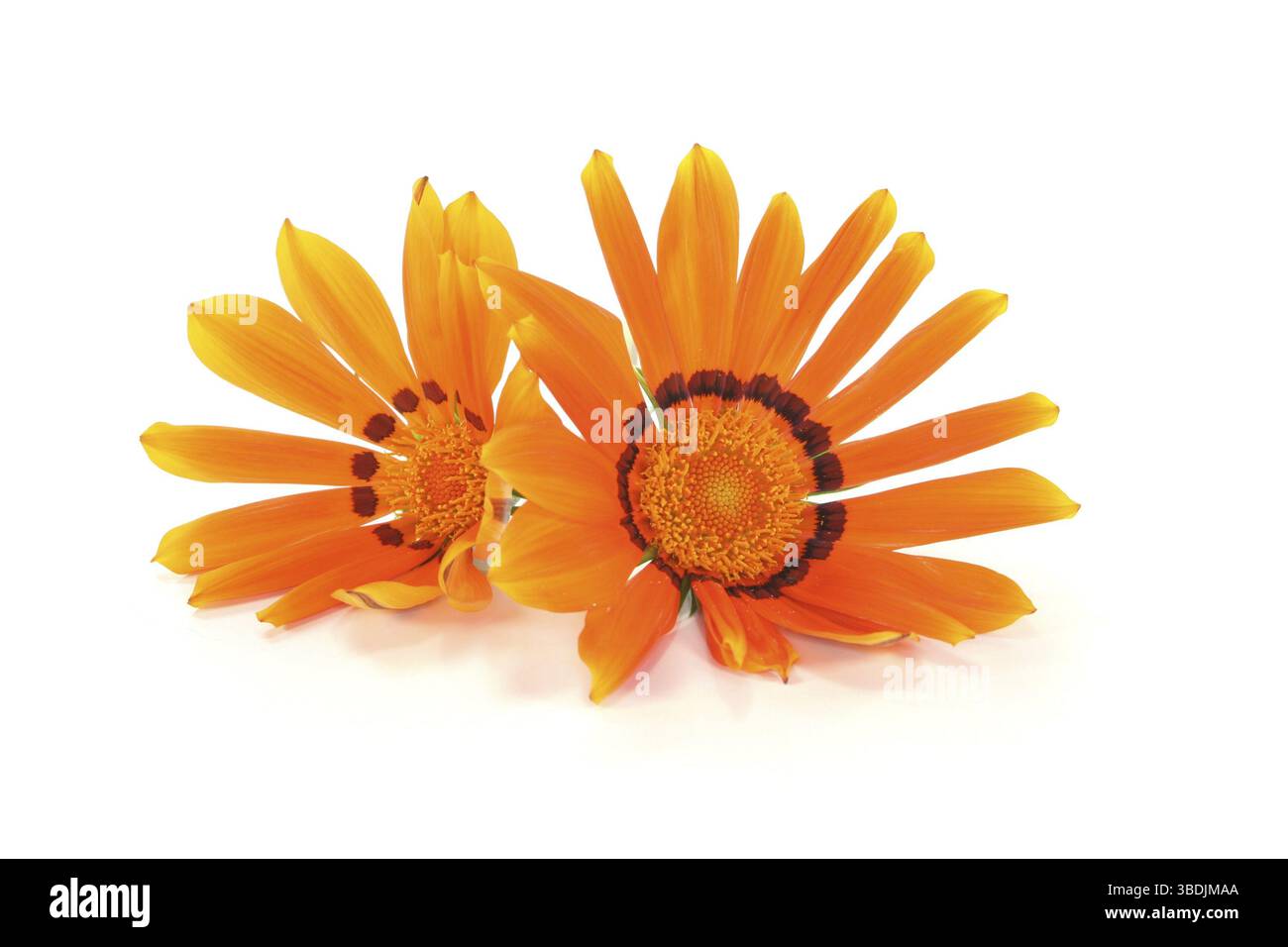 Bright gold flowers on Cut Out Stock Images & Pictures - Alamy