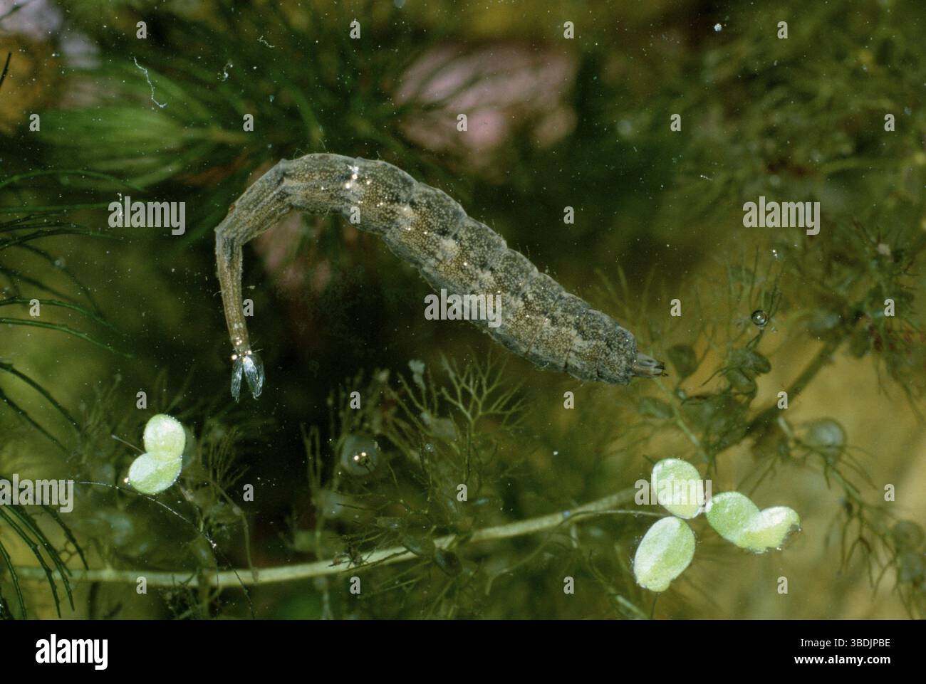 Soldier Fly larva (Stratiomys), Weapon fly larva Stock Photo - Alamy