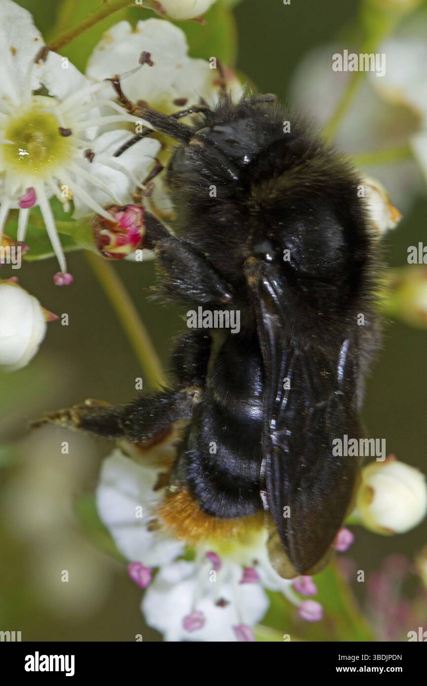 Red tailed bumblebee (Bombus lapidarius Stock Photo - Alamy